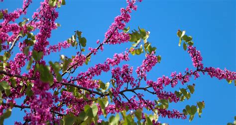 The Judas Tree Roots Plants