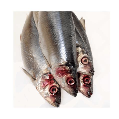 Frozen Herring 4 Pack Bait Fherring Rocknus Online Store
