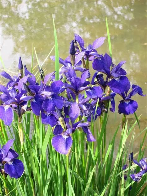 Iris Plant Care And Growing Basics Water Light Soil Propagation Etc