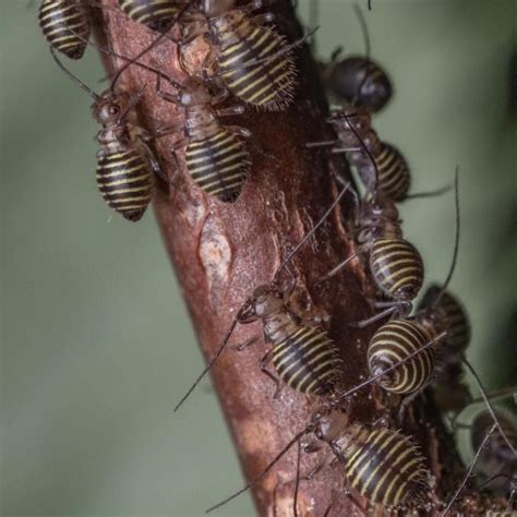 Bark Lice A Guide To Understanding This Bark Louse