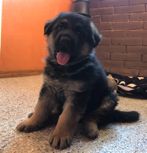 Green Days Farm German Shepherds Placerville Ca