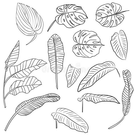 Tropical Leaf Sketch Stock Illustrations 86423 Tropical Leaf Sketch