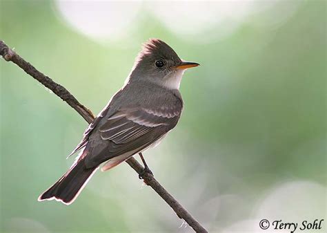 Eastern Wood Pewee Contopus Virens South Dakota Birds