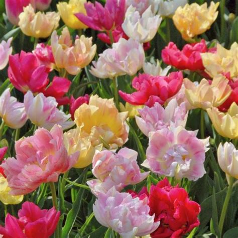 Bulbs4you Super Deal Tulp Dubbel Mix 10 Stuks Tulpen Tulpenbollen Bloembollen Bol