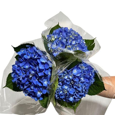 Premium Blue Hydrangea Hydrangea Stems Freshly Cut And Delivered Box Of 10 Stems For