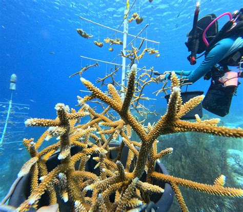 Reef Conservation Bonaire • Beyond The Corals