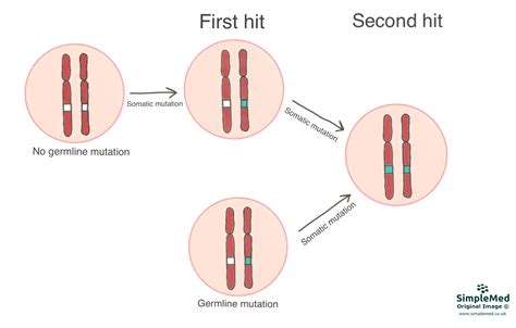 Pathogenesis Of Neoplasms Simplemed