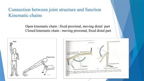Biological Basics Of Movements Passive Movement System Types Of Joints Pdf
