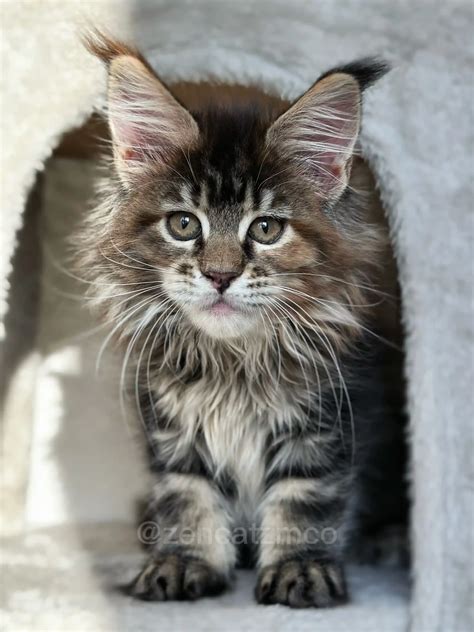 Foxy Zencatz Mco Tica Registered European Maine Coon Kittens
