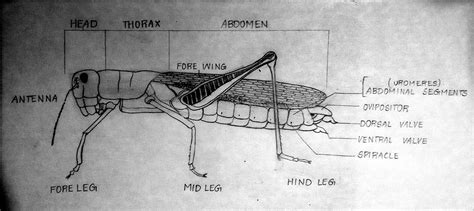 External Morphology Of An Insect Agrishorts