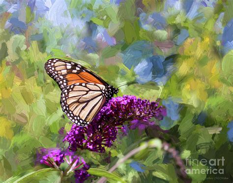 Tip Toe Through The Garden Photograph By Barbara McMahon Fine Art America