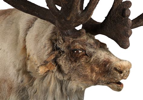 Santa Claus The Movie 1985 Full Size Animatronic Donner Reindeer