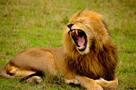 A Male Lion Roaring While Lying On Grass Mighty Roar 4k Hd Wallpaper