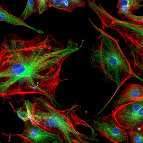 Imaging Electro Optics