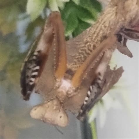 Stream Rotando By Exuvium Listen Online For Free On Soundcloud