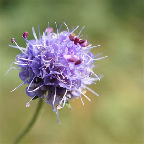 Devils Bit Scabious Succisa Pratensis A Wildflower For Meadow