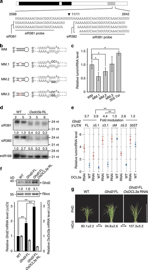 Translational Repression By A Miniature Inverted Repeat Transposable Element In The 3