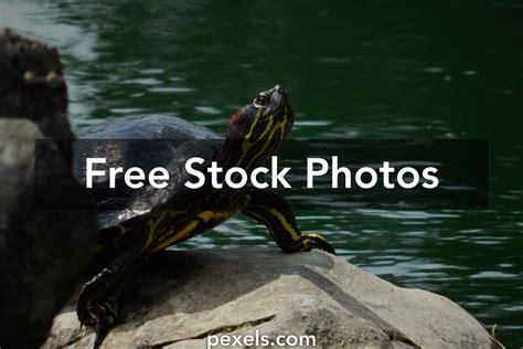 Turtle Delivery Photos Download The Best Free Turtle Delivery Stock