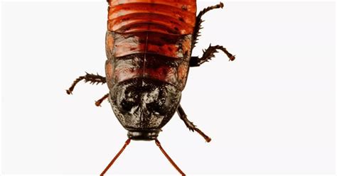 Cockroaches Mutate To Beat Humans Traps By Losing Their Taste For Sugar The Mirror