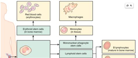 Msi Chapter 33 Introduction To The Immune System Flashcards Quizlet