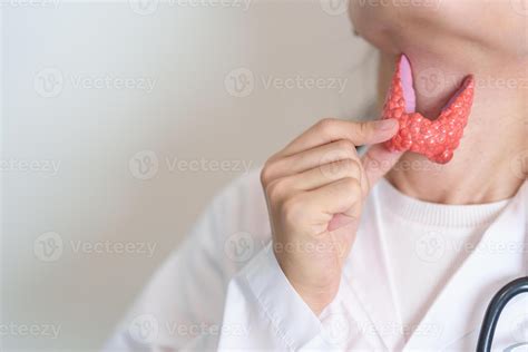 Doctor With Human Thyroid Anatomy Model Hyperthyroidism Hypothyroidism Hashimoto Thyroiditis