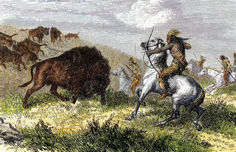 Bison Attacks How To Avoid A Dangerous Encounter Cnn