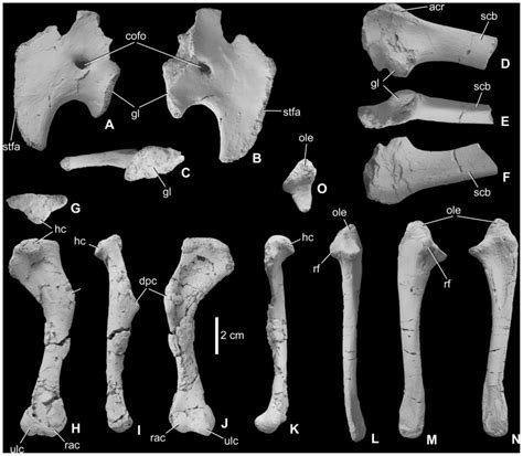 A Left Coracoid Mtm V 0153 In Lateral B Medial C Caudal Views