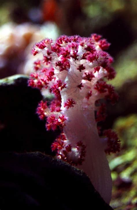 Carnation Tree Coral Dendronephthya Sp Stock Image Image Of Carnation Landscape 136097489