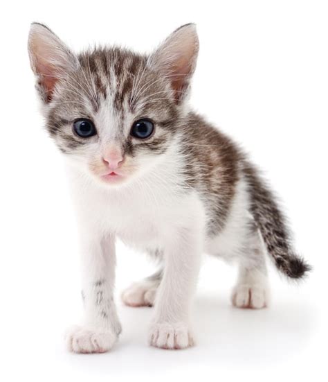 Premium Photo Small Gray Kitten