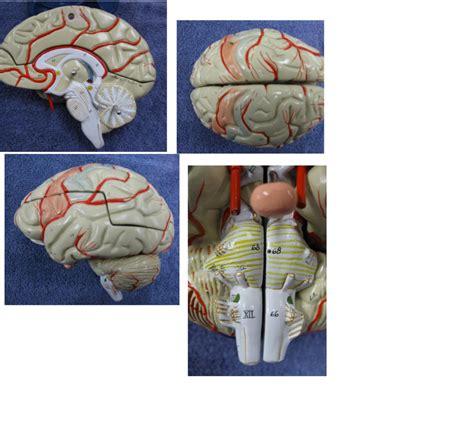 Brainmodel1 Diagram Quizlet