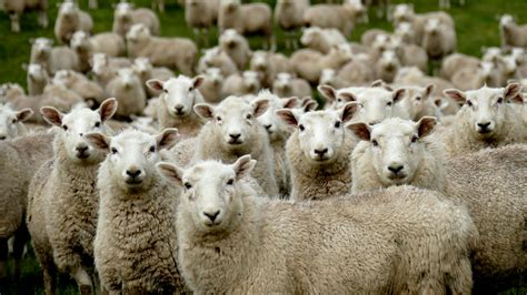 500 Sheep Images Download Free Pictures On Unsplash