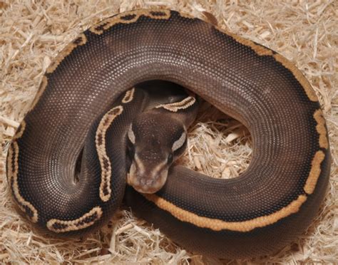 Bp Yb Ghi Het Pied Sale Ball Python By Sixth Sense Exotics