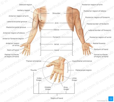 What Are The Parts Of The Upper Limb At Jo Perez Blog