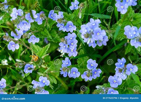 Forget Me Not Flowers Blue Flowers Forget Me Nots In The Garden Stock