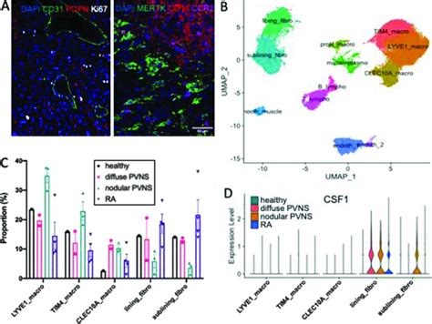 Pos0238 Implication Of The Csf1 Csf1r Pathway In The Crosstalk Between Synovial Fibroblasts And