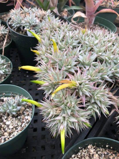 Deuterocohnia Brevifolia Ts Andys Bromeliads