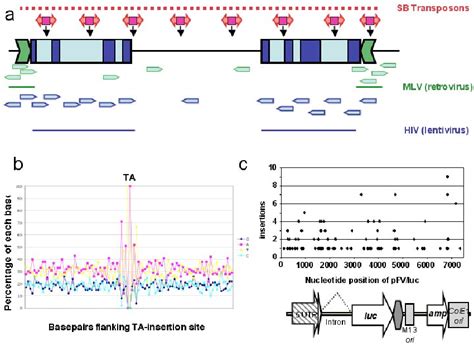 Figure 6 From Sleeping Beauty Transposon Mediated Gene Therapy For