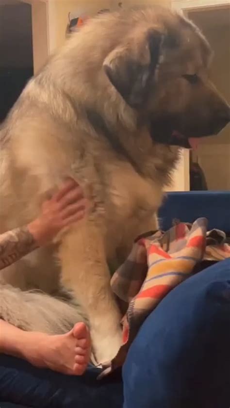 Thats One Big Dog Rk9connection