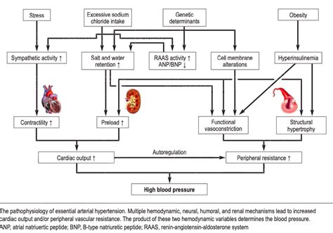 Arterial Hypertension Interrelationship With Renal Pulmonary And