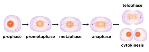 Prometaphase Cell