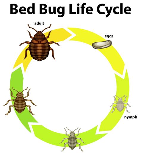 The Life Cycle Of Bed Bugs Diy Bed Bug Heaters
