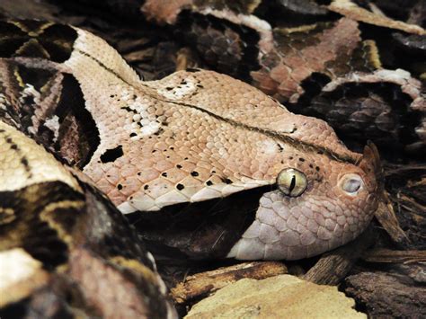 Majestic Gaboon Viper With Unique Horn Close Up Of A Gaboon Viper