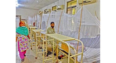 Rwmc Anti Dengue Activities Underway Urdupoint