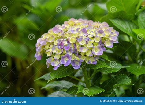 Is The Flower Hydrangea A Indicator At Jack Radcliffe Blog