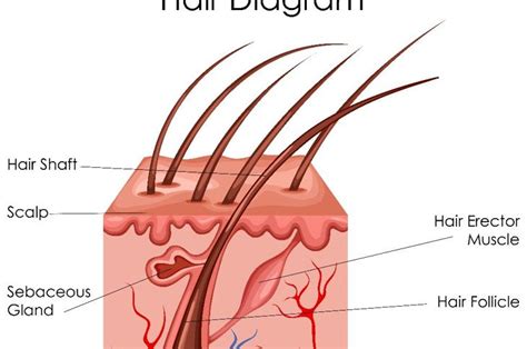 What Is Pilonidal Sinus Health And Detox And Vitamins
