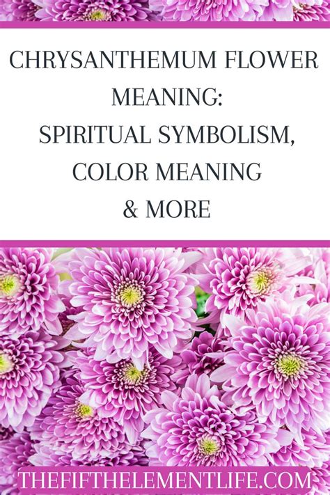 Embrace The Beauty Of Chrysanthemum Season