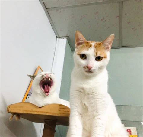 喵手紫 X 碰碰和丁滿 哈姆 碰碰和丁滿是小屁孩兒