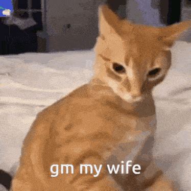 Gm Wife  Gm Wife Kitty Discover And Share S