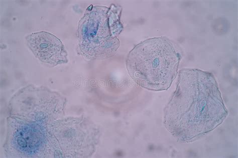 Human Epithelial Cells Light Microscope