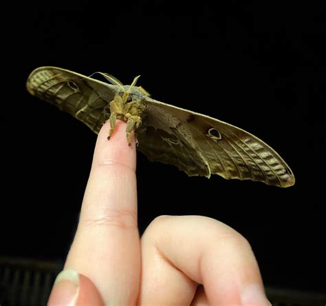 Cute Polyphemus Moth I Befriended R Natureisfuckingcute